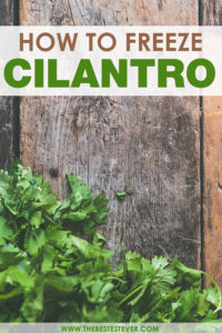 How to Freeze Cilantro: A Quick Step by Step Guide to Keep It Longer